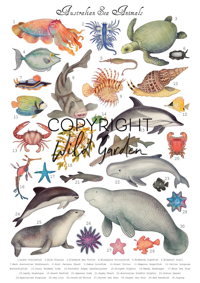 Australian Sea Animals Collection Art Print Poster | Etsy