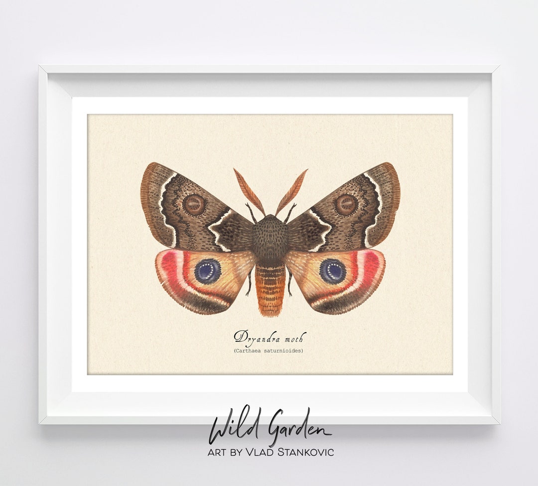 Dryandra Moth, Australian Moth Art Print, Moth Wall Decor, Moth Art - Etsy