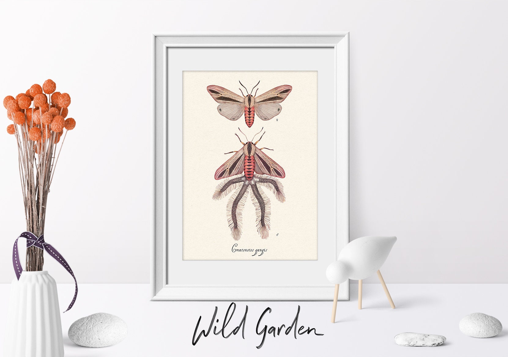 Creatonotos Gangis Moth - Art Print - Etsy