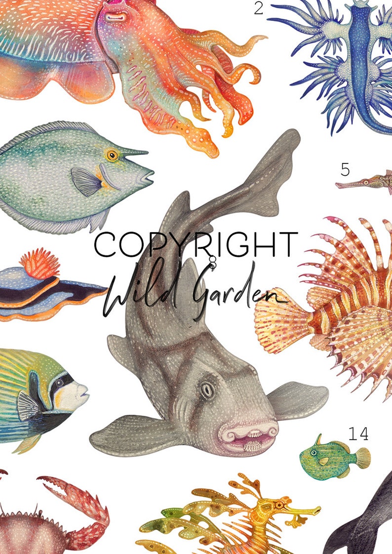 Australian Sea Animals Collection - Art Print, Poster - Etsy