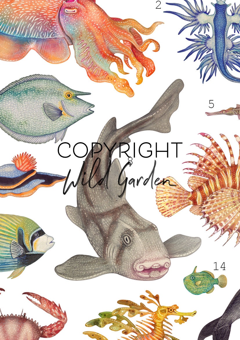 Australian Sea Animals Collection Art Print Poster | Etsy