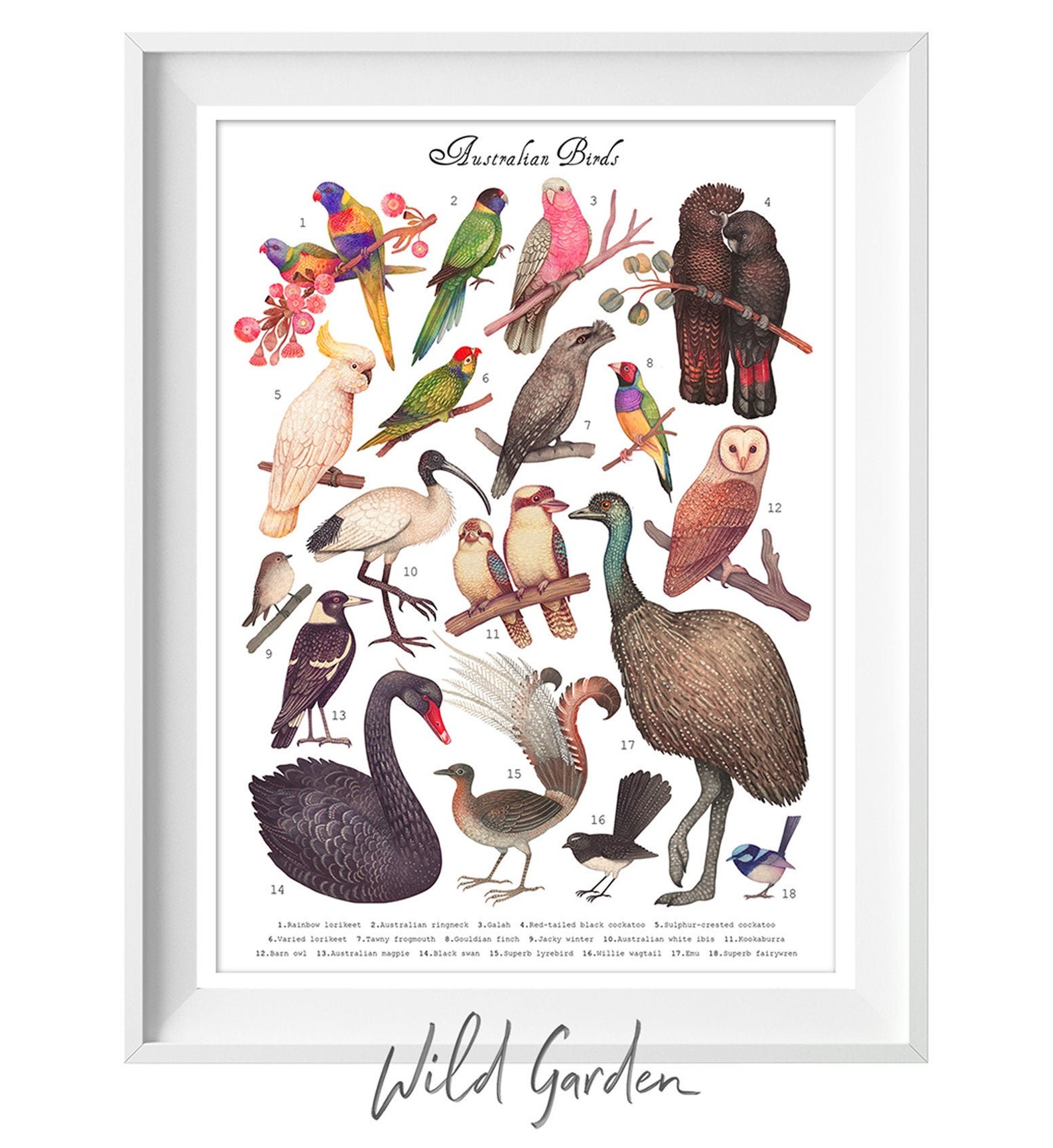 Australian Birds Collection Art Print Poster | Etsy