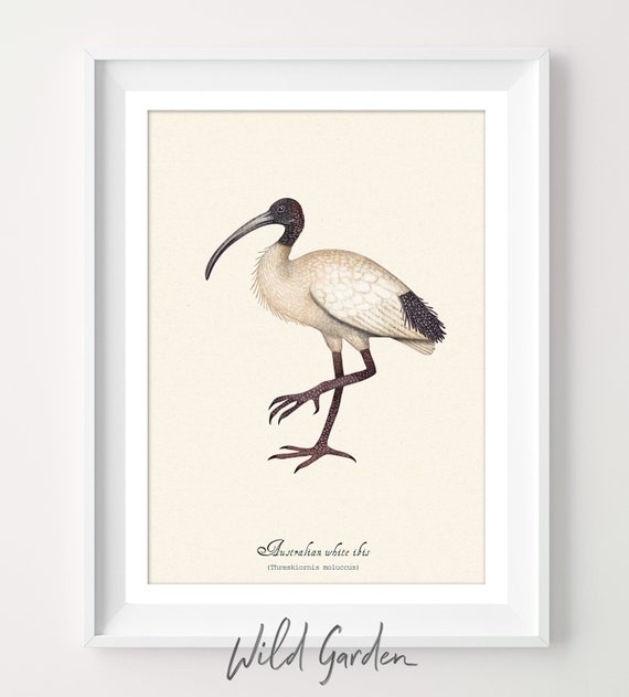 Ibis Bird Drawings White Faced Ibis – Huntington Beach Tree Society