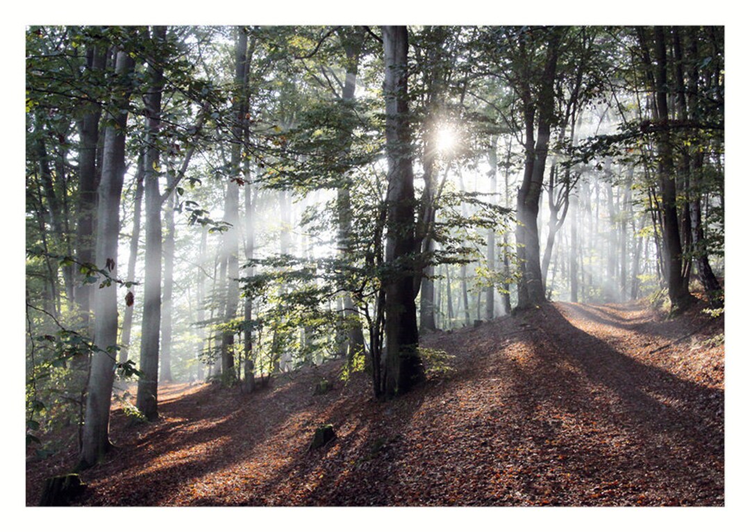 Map forest Light & Shadow - Etsy