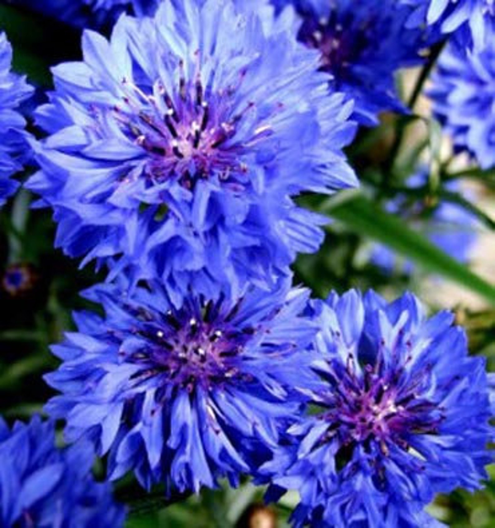 Blue Cornflower Petals Centaurea Cyanus Herbal Tea | Etsy