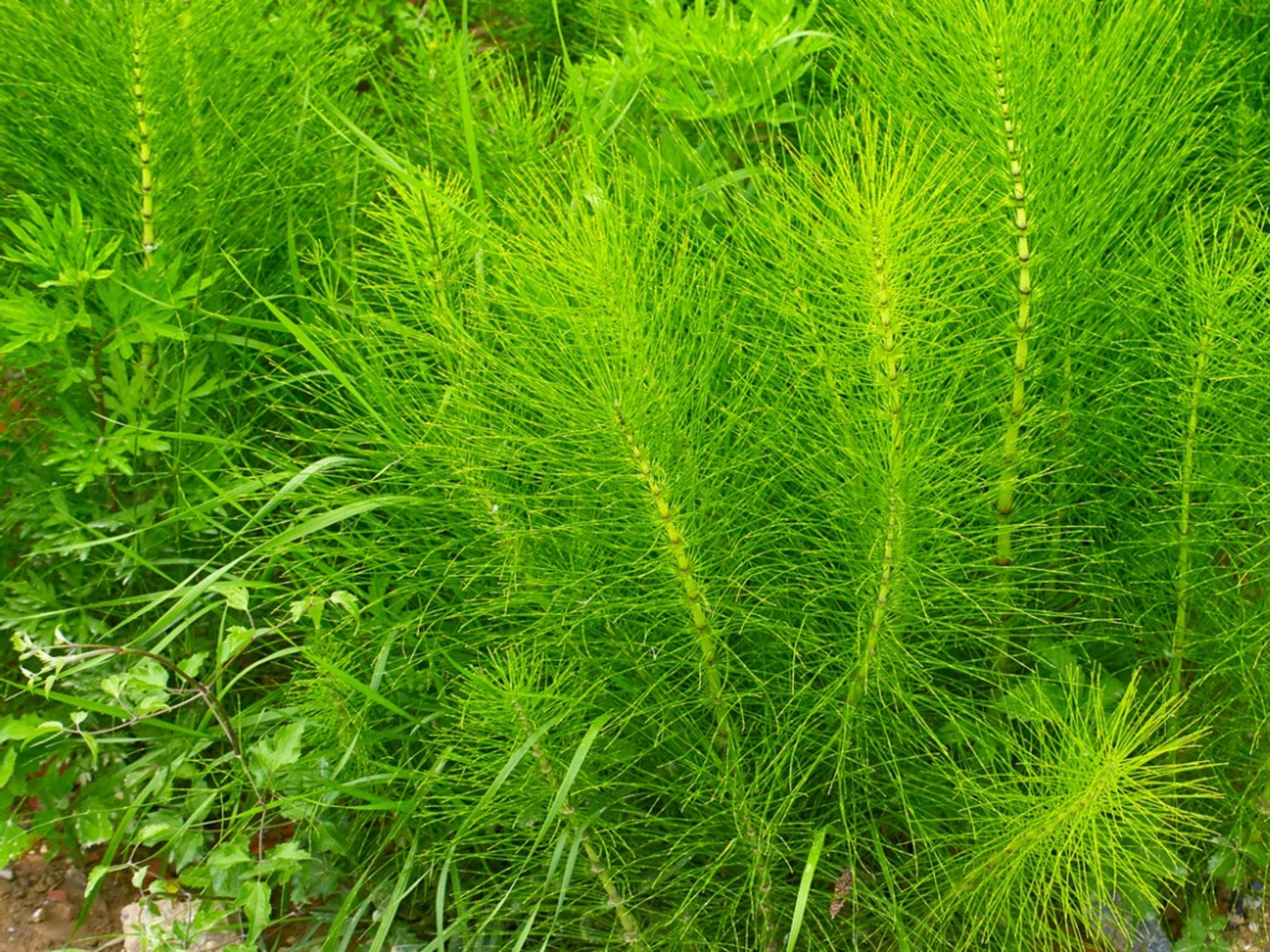 Prêle - Equisetum Arvense - Tisane séchée en vrac, bio, 100% naturelle ...