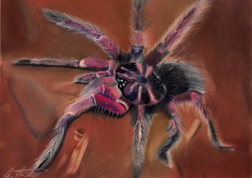 Hand Drawn Female Pink Toed Tarantula Framed 18cm X 24cm - Etsy