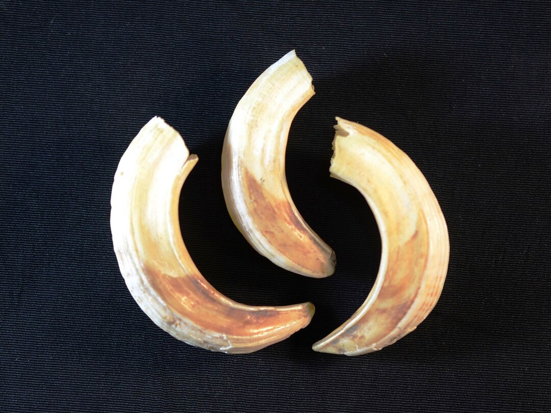 3 Vintage Wild Boar Teeth, Sus Scrofa European Wild Pig Tooth, Trophy ...