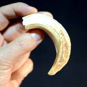 3 Vintage Wild Boar Teeth, Sus Scrofa European Wild Pig Tooth, Trophy ...