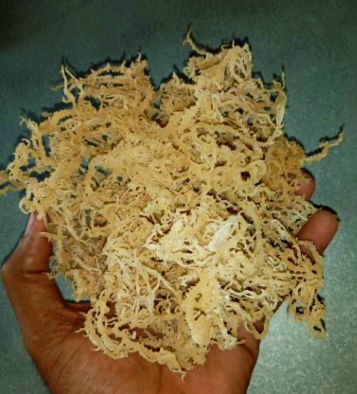 Raw/dried Sea Moss - Etsy
