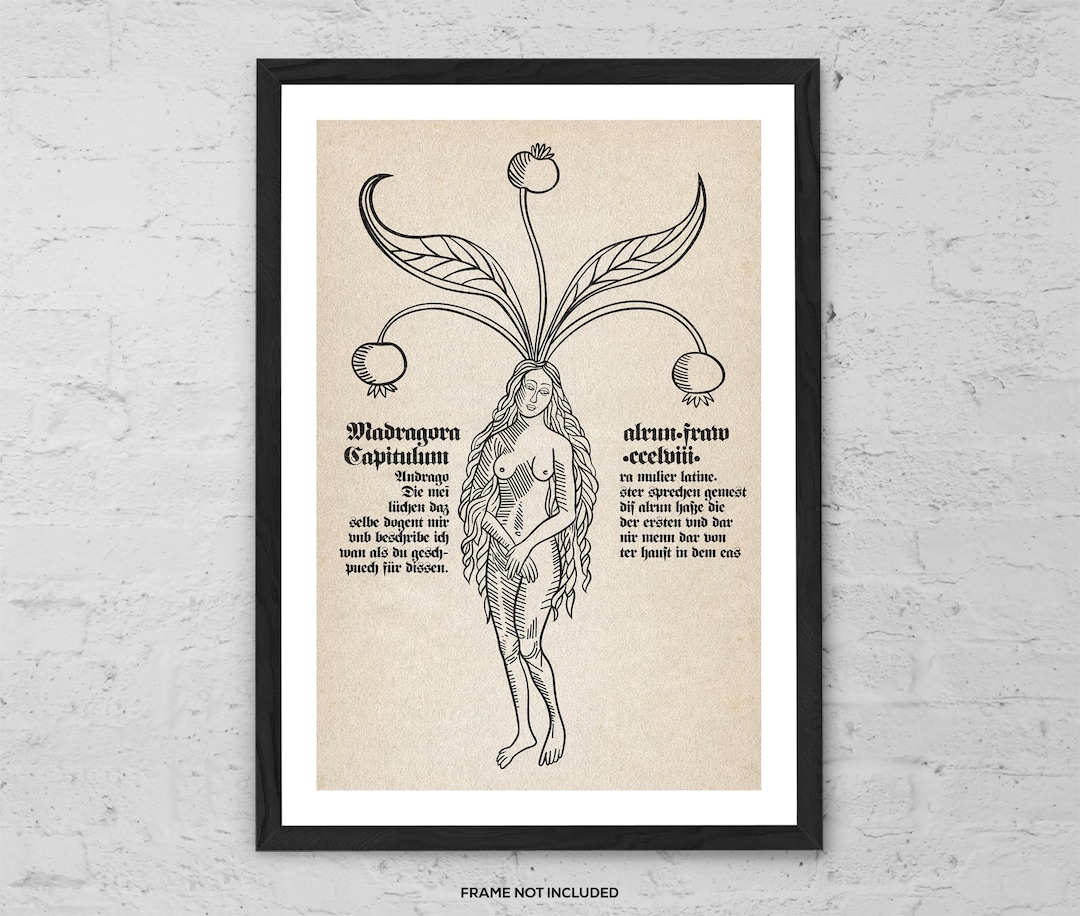 Mandragora Art Print – Vintage Mandrake Root Illustration, Occult ...