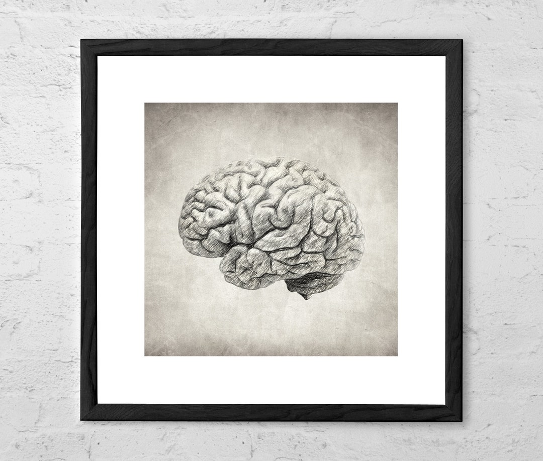 Brain Drawing - Art Print - Anatomy Art - Anatomical Art Prints - Gifts ...