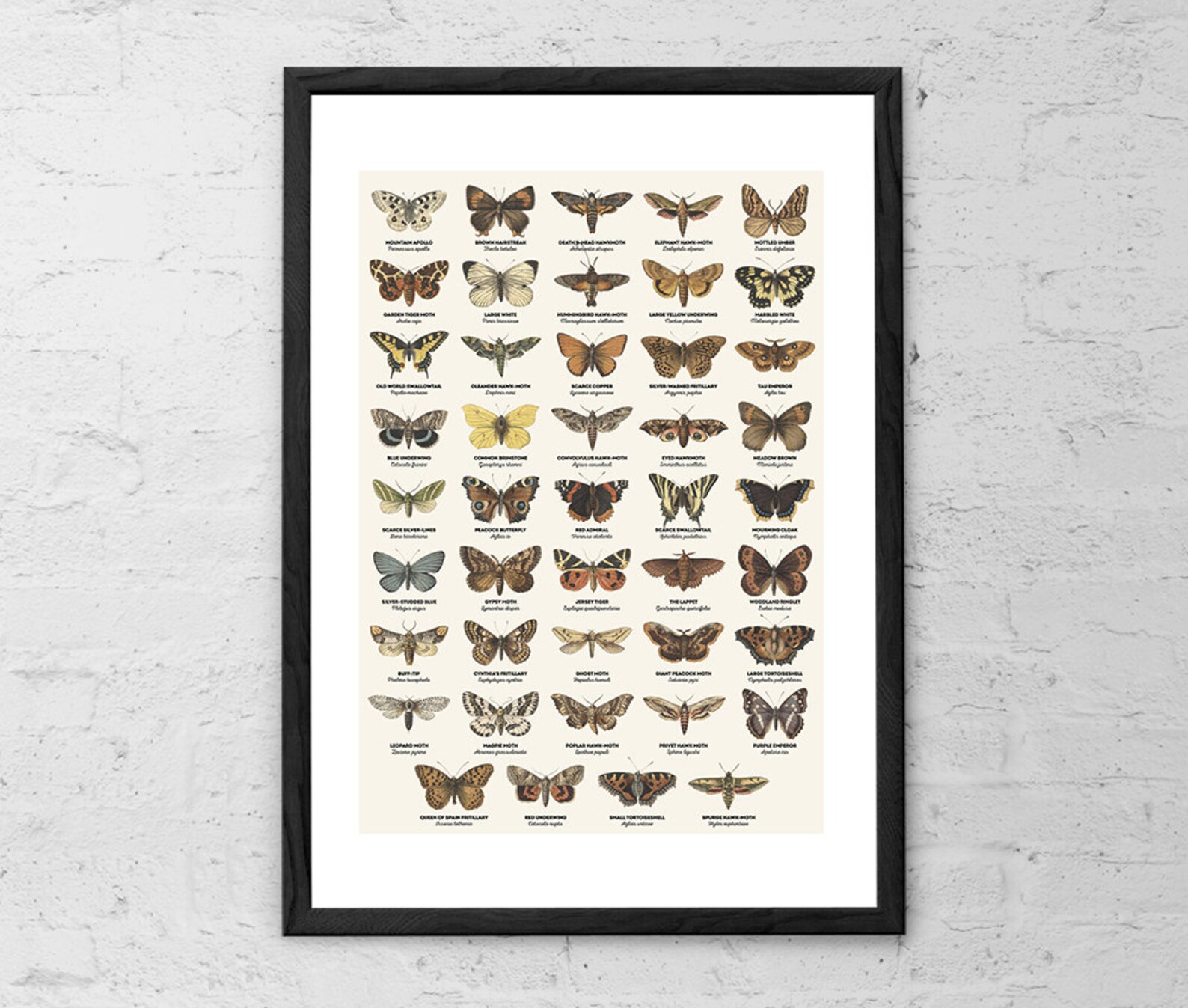 Butterflies and Moths Art Print Butterflies Wall Art Vintage Butterfly ...