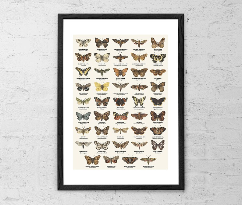 Butterflies and Moths Art Print Butterflies Wall Art Vintage Butterfly ...