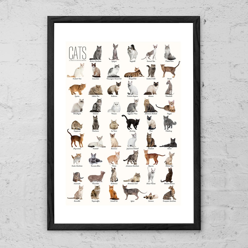 Cat Breeds Poster - Etsy