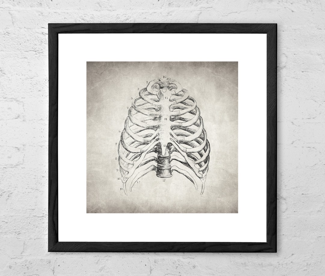 Rib Cage Drawing - Art Print - Anatomy Art - Anatomical Art Prints ...
