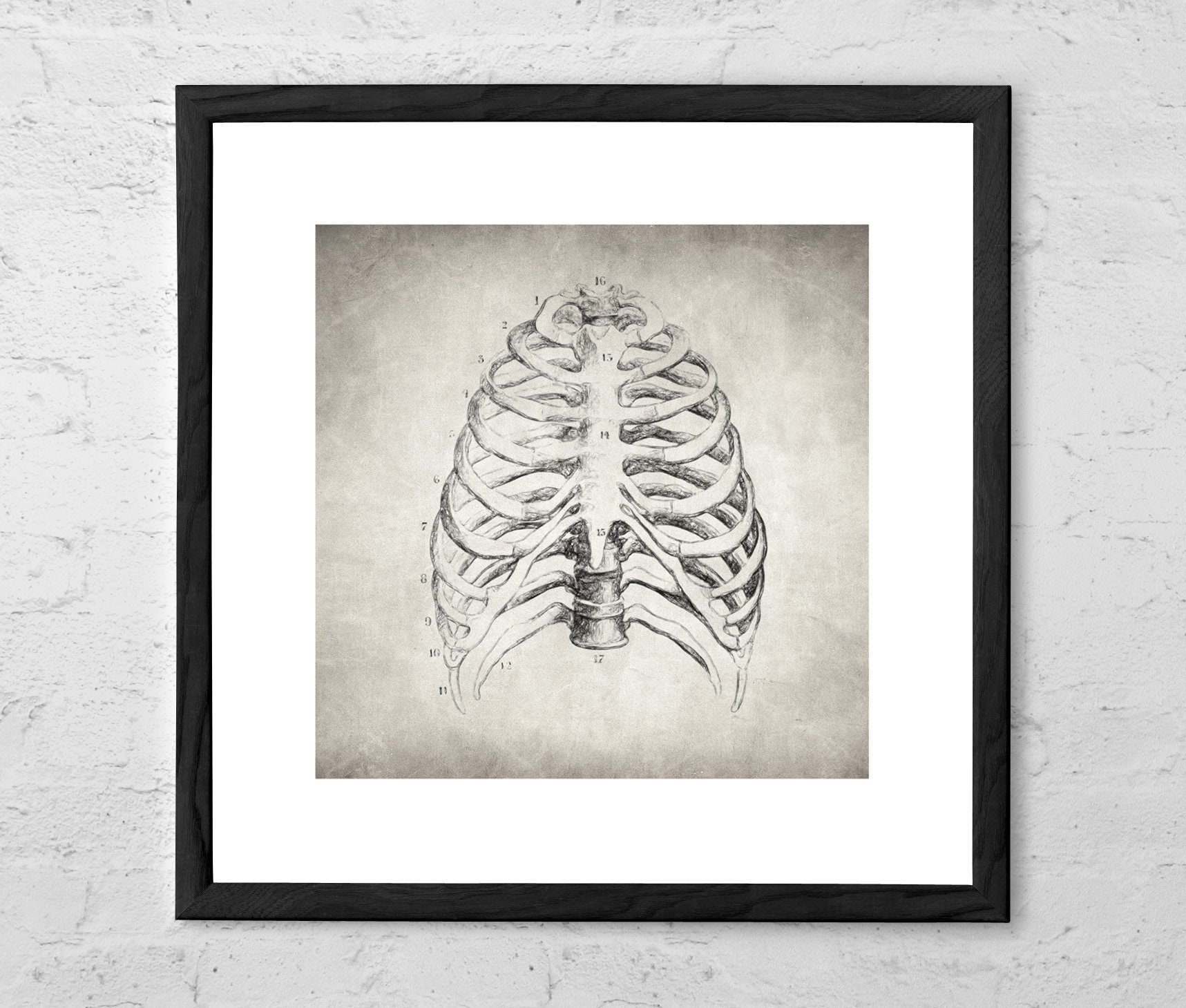 Rib Cage Drawing Art Print Anatomy Art Anatomical Art | Etsy