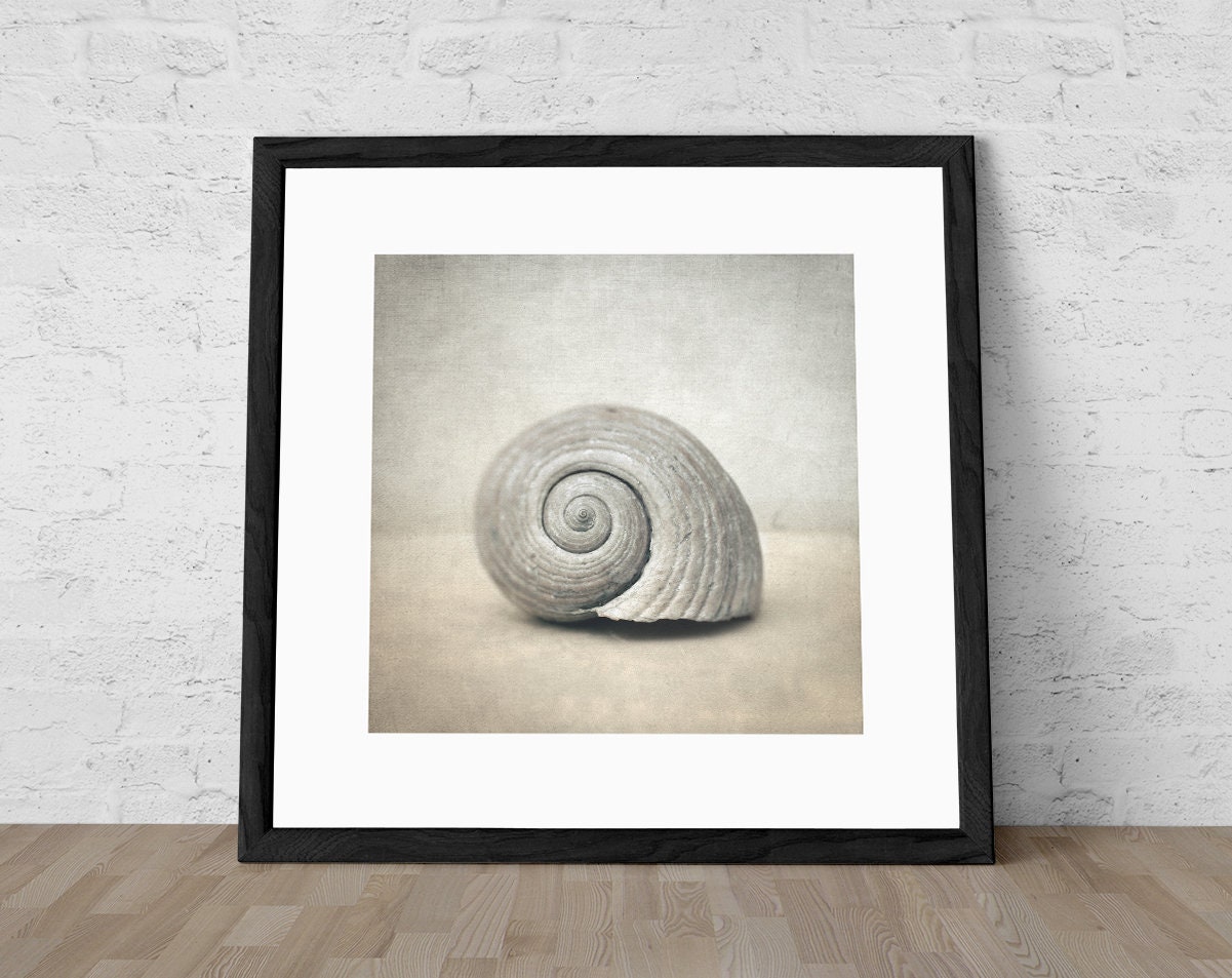 Seashell - Art Print - Beach Cottage Decor - Coastal Wall Art ...