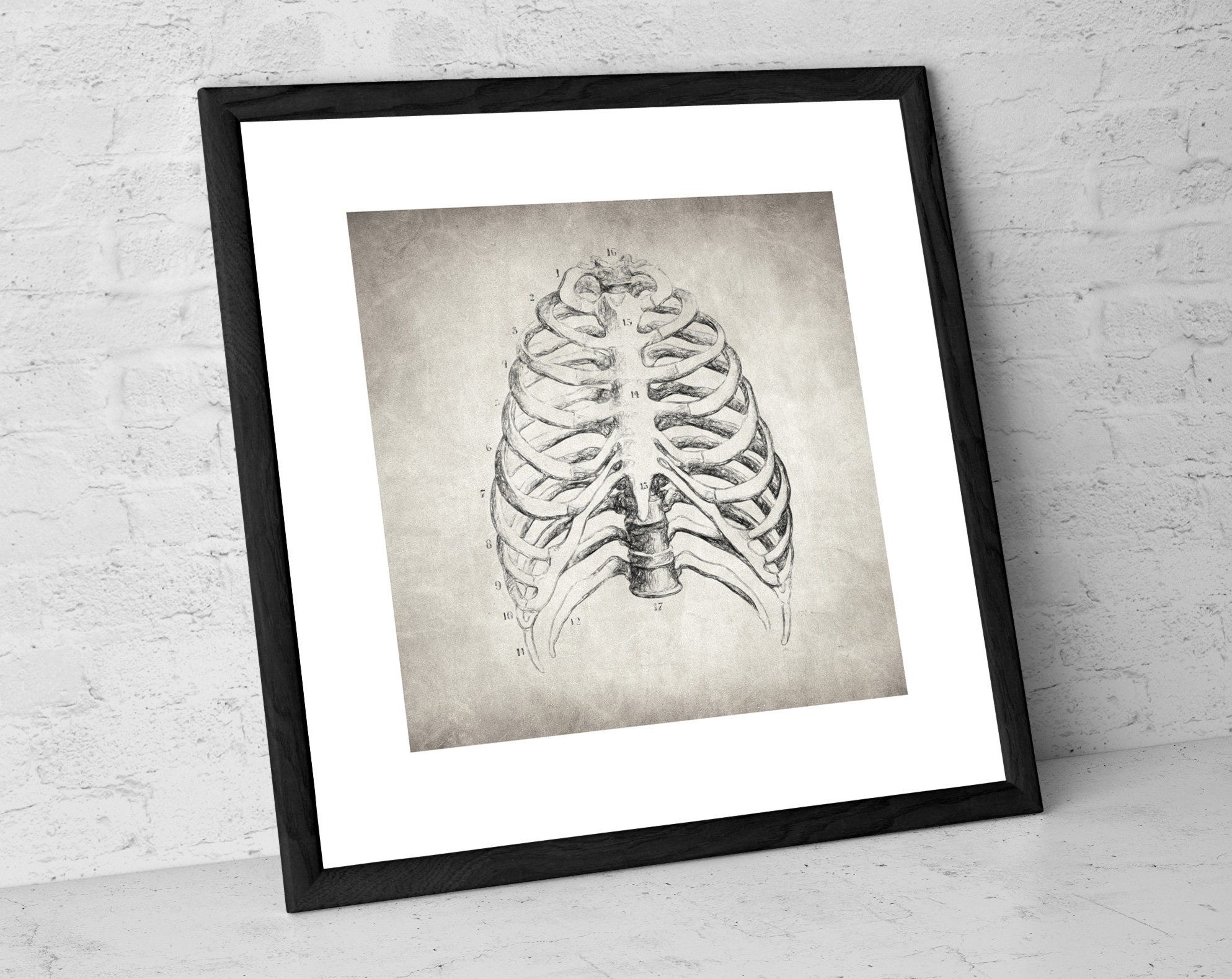 Rib Cage Drawing Art Print Anatomy Art Anatomical Art | Etsy