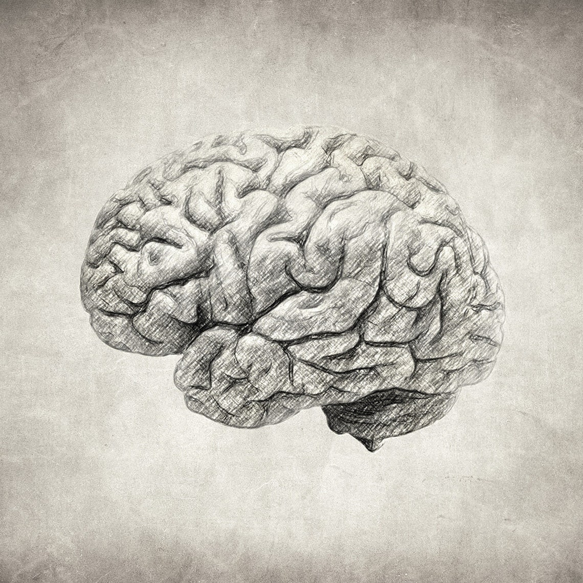 Brain Drawing Art Print Anatomy Art Anatomical Art | Etsy