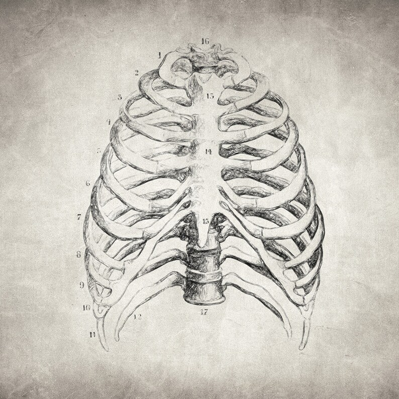 Rib Cage Drawing Art Print Anatomy Art Anatomical Art - Etsy