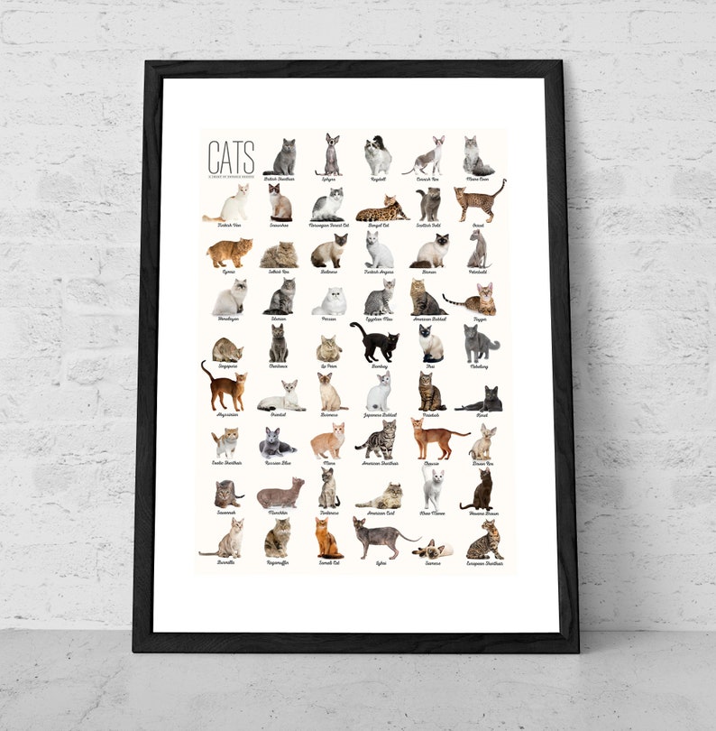 Cat Breeds - Art Print - Cat Wall Art - Cat Poster - Cat Breeds Chart ...
