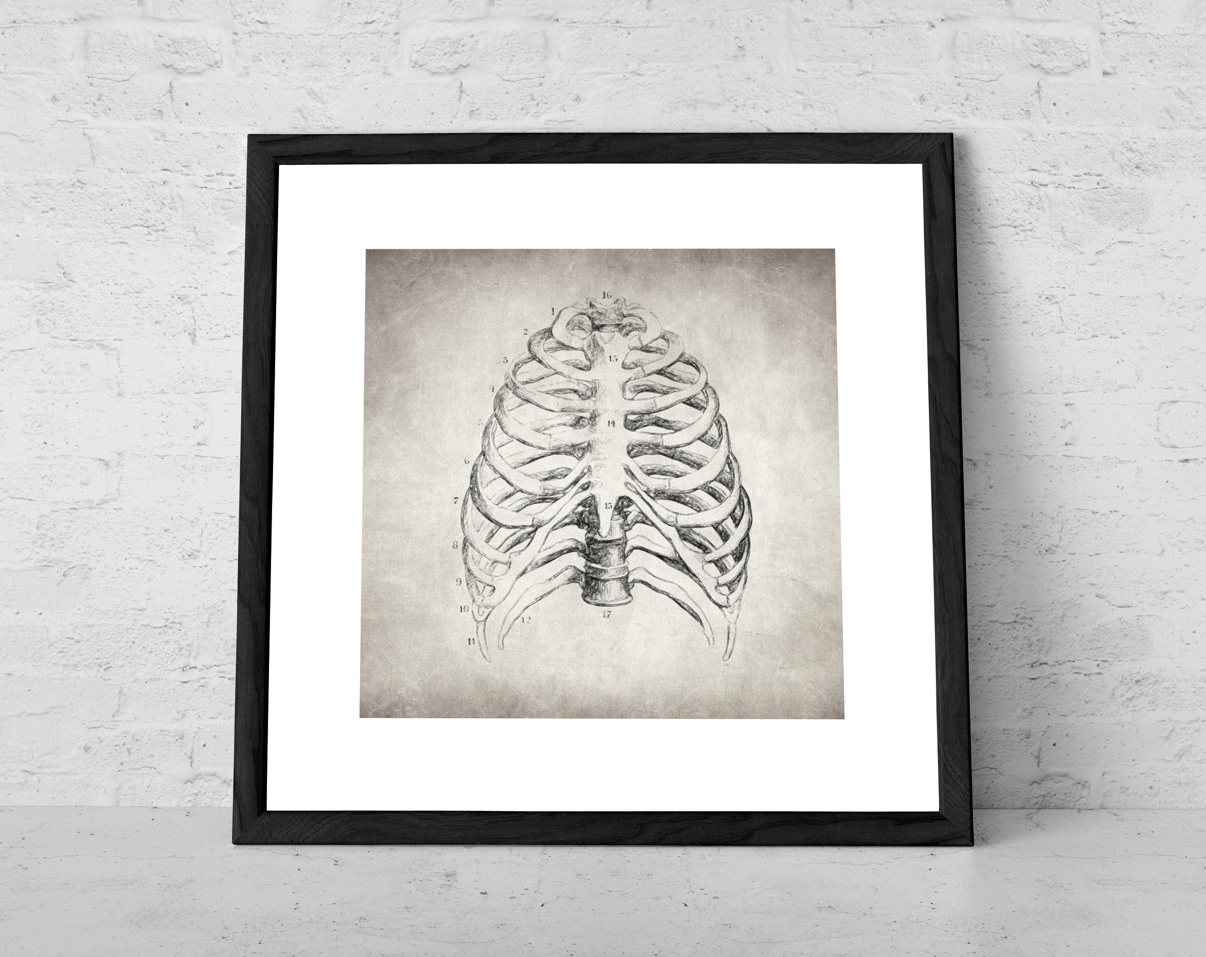 Rib Cage Drawing Art Print Anatomy Art Anatomical Art | Etsy