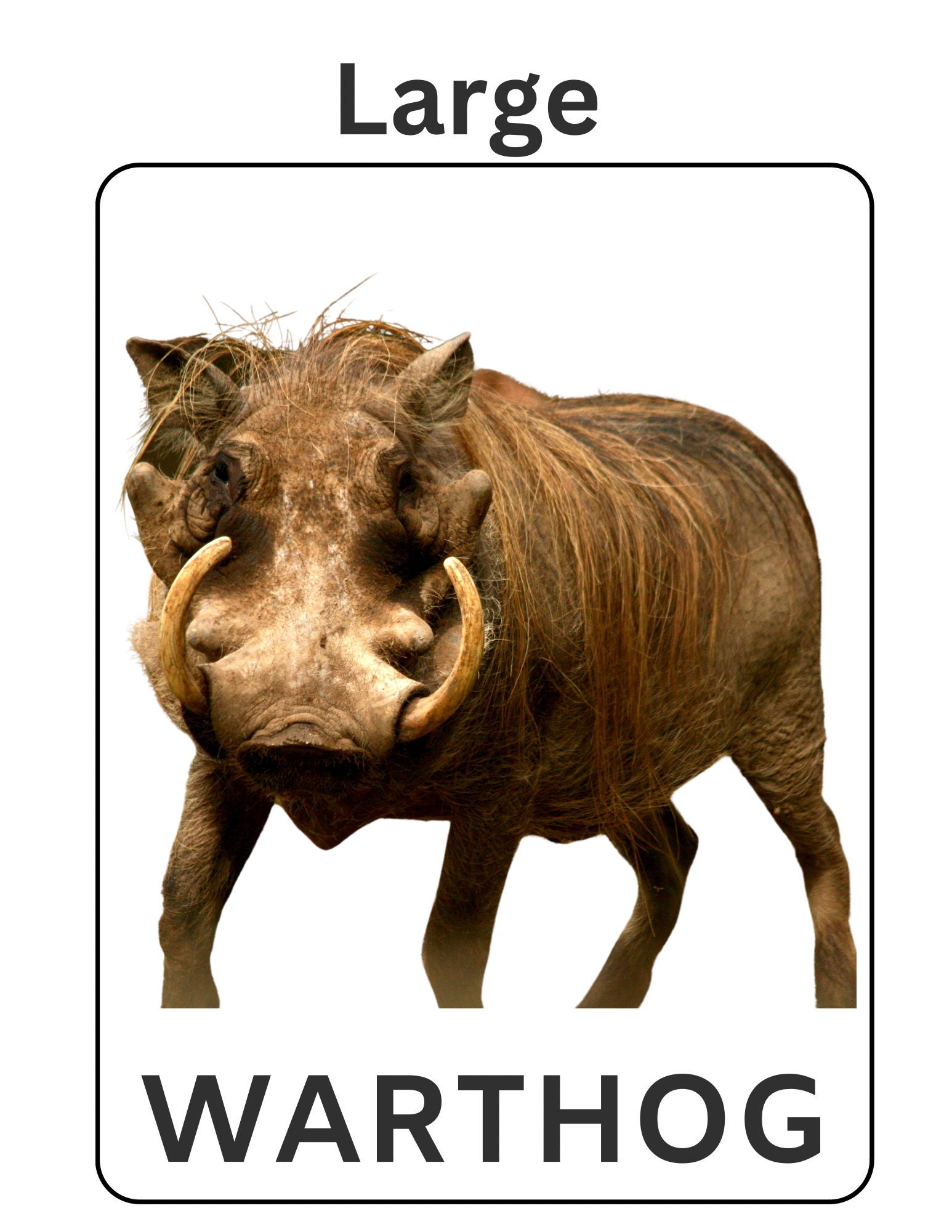 Flashcards 3 Sizes Printable Kids Flashcards Montessori Card Style ...