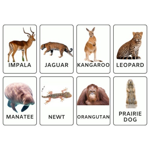 Flashcards 3 Sizes Printable Kids Flashcards Montessori Card Style ...