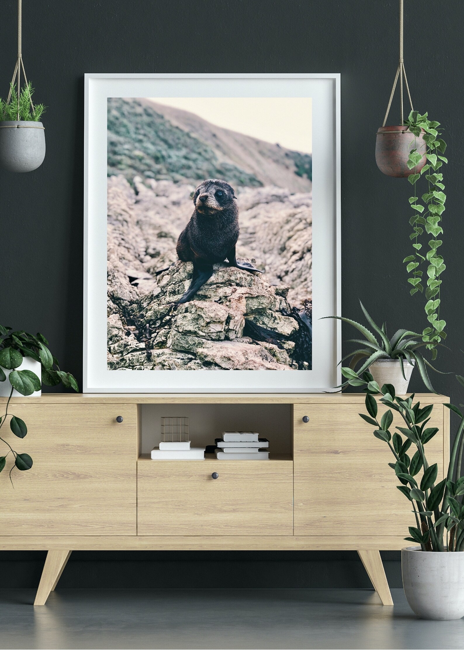 Seal Print, Seal Wall Art, Wild Animal Photograph, Animal Wall Art, Sea ...