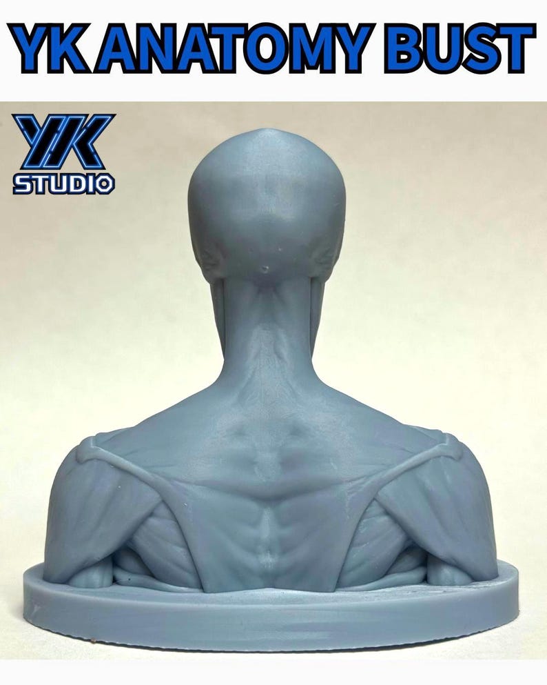 Mini Anatomy Reference Bust - Etsy UK