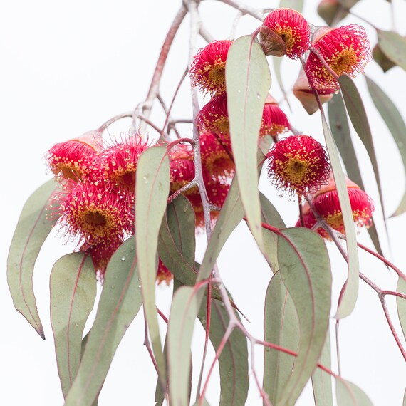 Gum Tree Eucalyptus Flowers