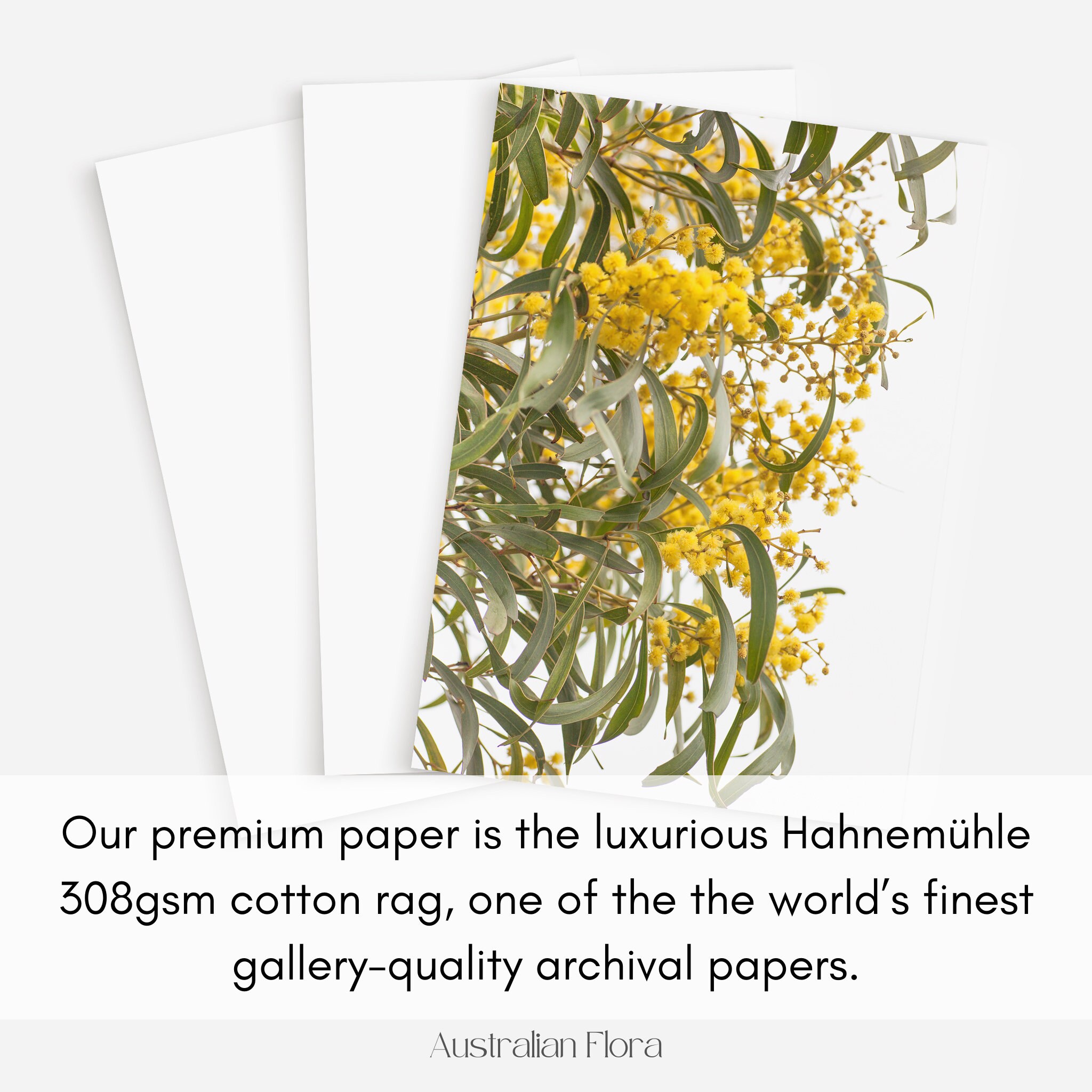 Wattle Print Australian Native Flowers Print Wattle - Etsy
