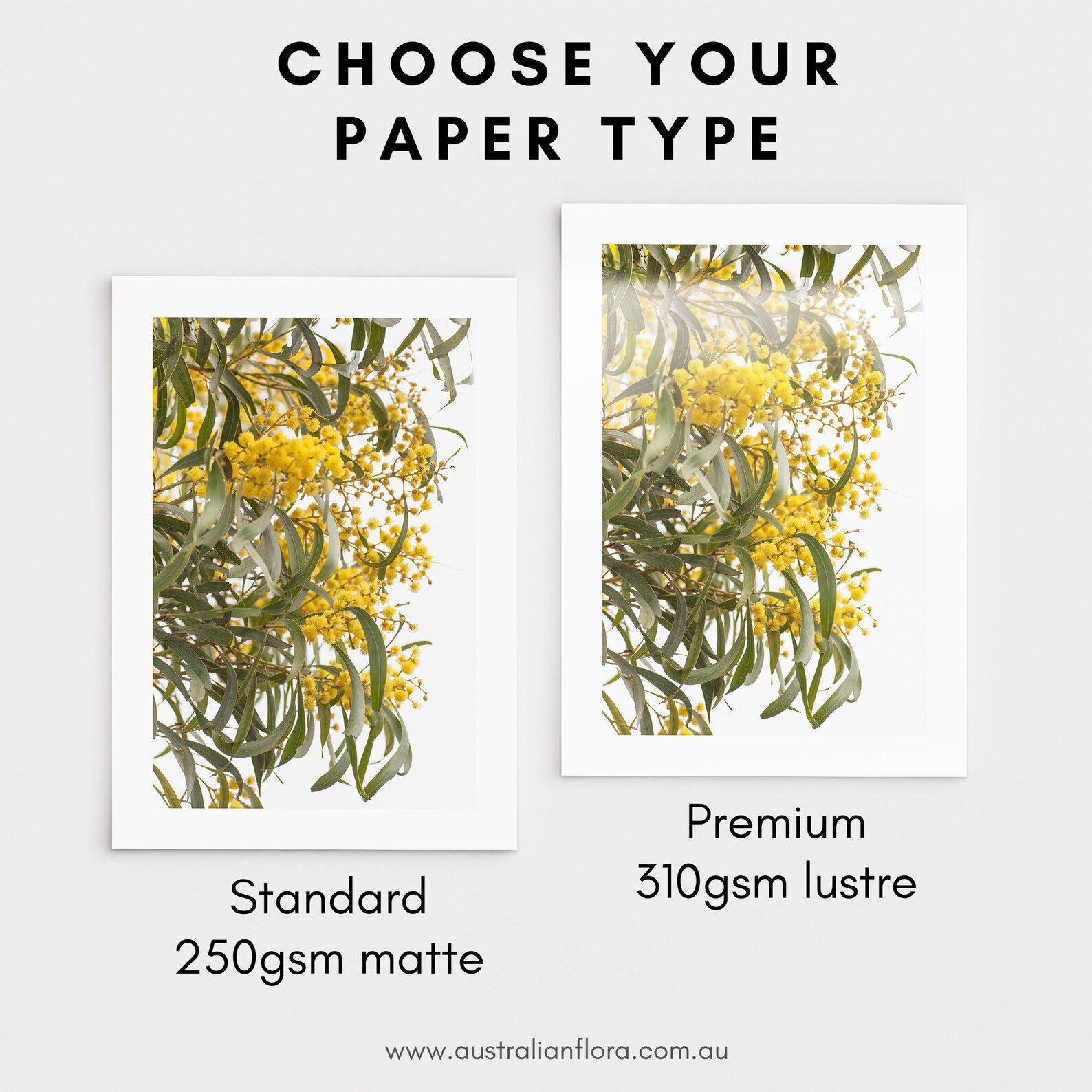 Wattle Print | Australian Native Flowers Print | Wattle Photography ...