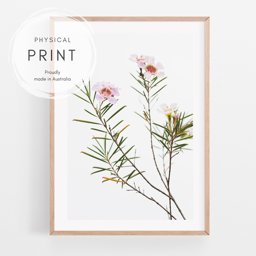 Australian Native Flowers Physical Print | Minimalist Australian Floral ...