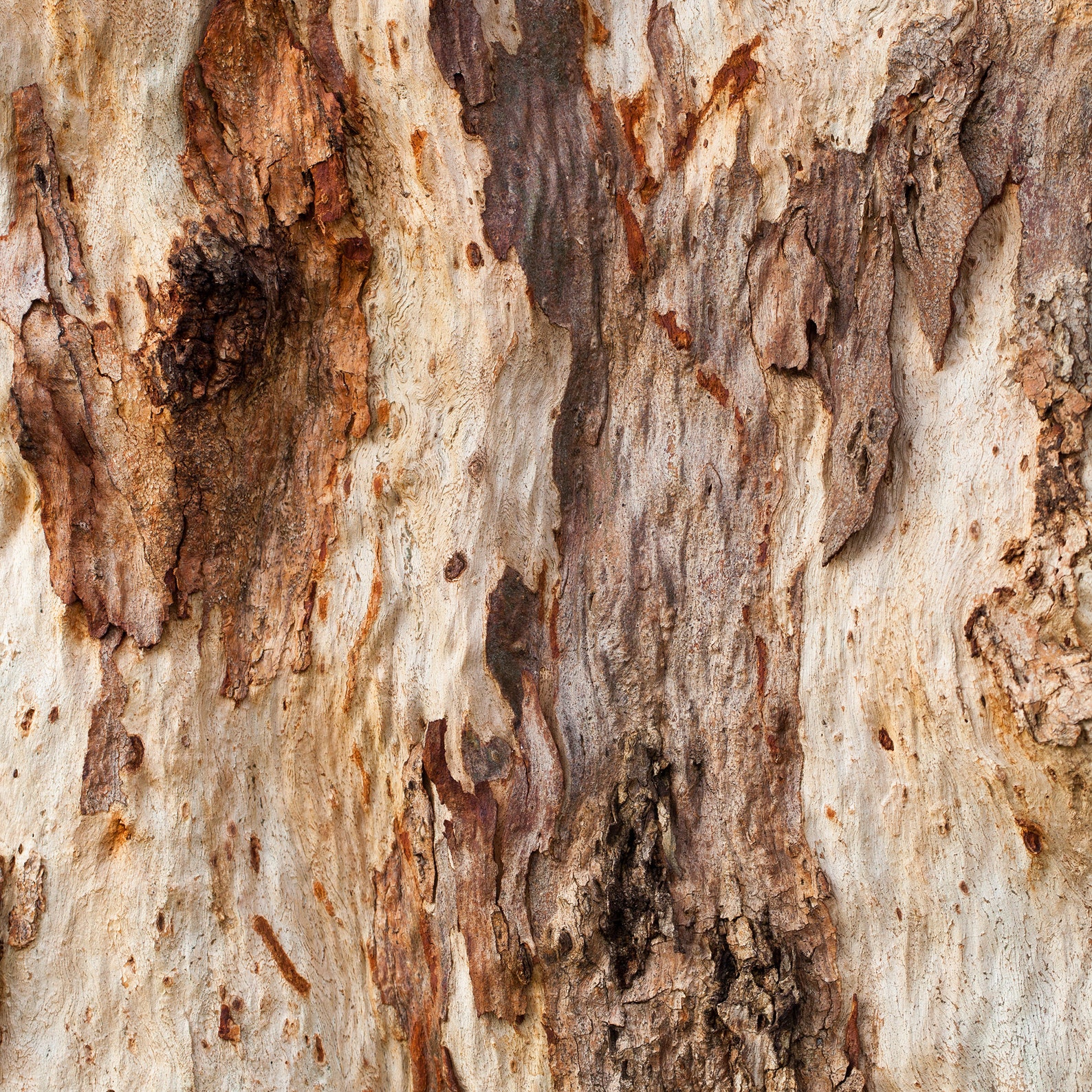 Gum Tree Bark and Leaves Set of 3 Prints | Eucalyptus Bark Photography ...