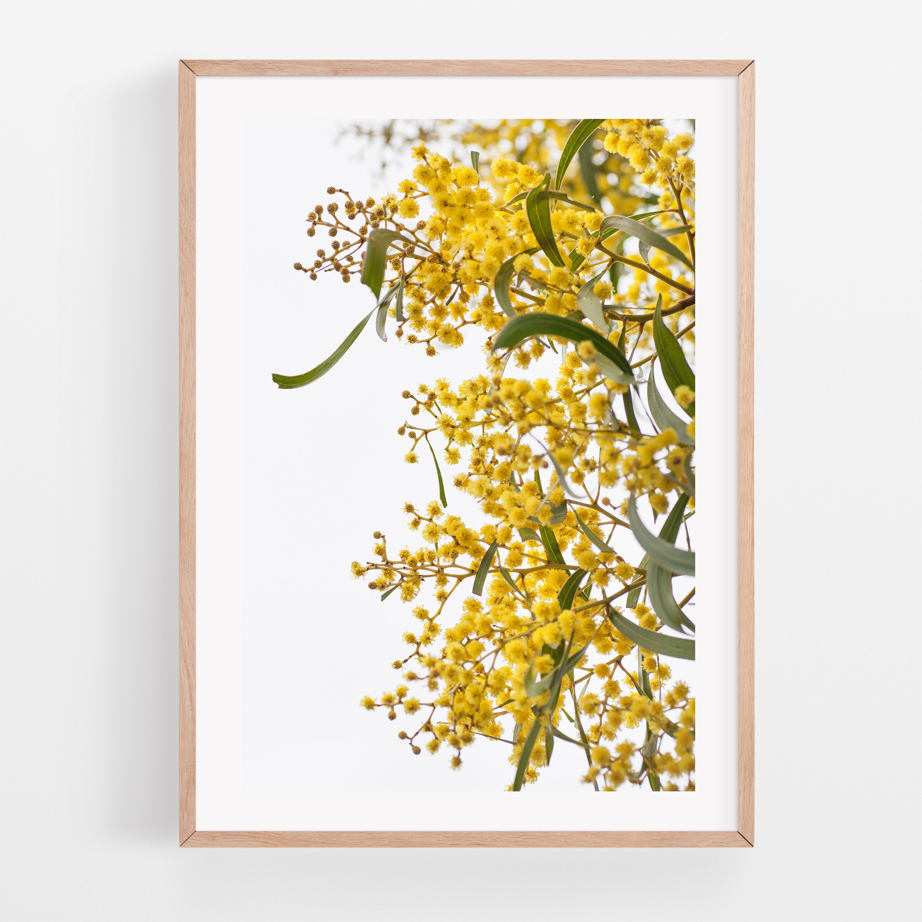 Golden Wattle Computer Wallpapers Wattle Photography Print