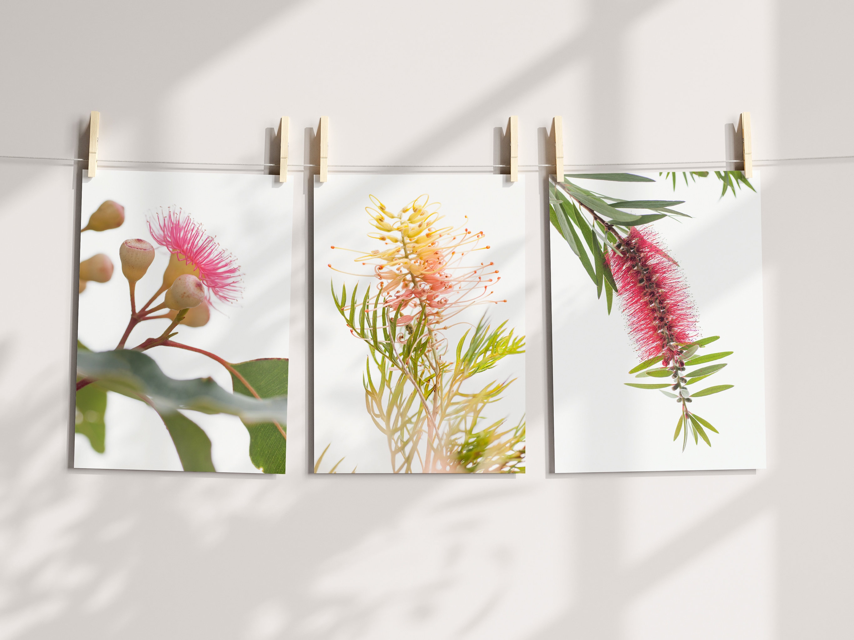 Australian Native Flowers Set of 3 Prints | Australian Housewarming ...