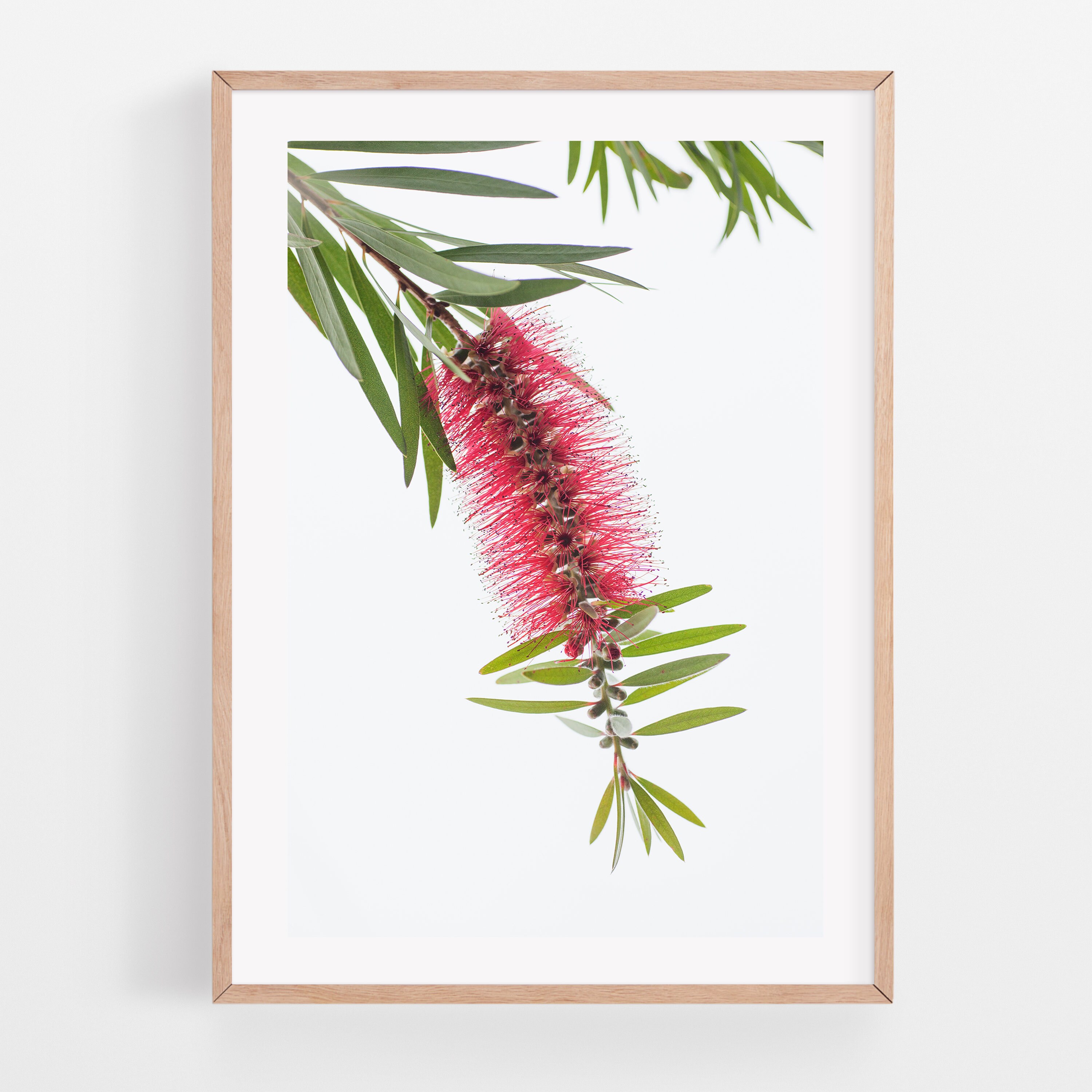 Australian Native Flowers Set of 3 Prints Australian Housewarming Gift ...