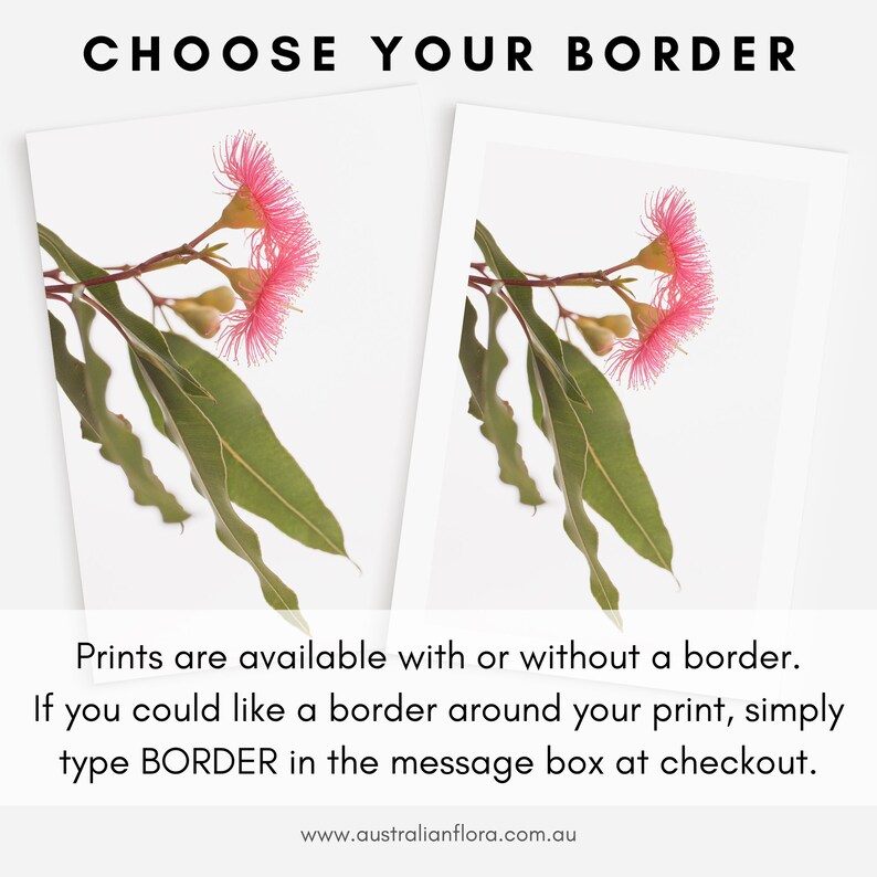 Pink Gum Blossom Print: Australian Native Flora Photography - Etsy ...