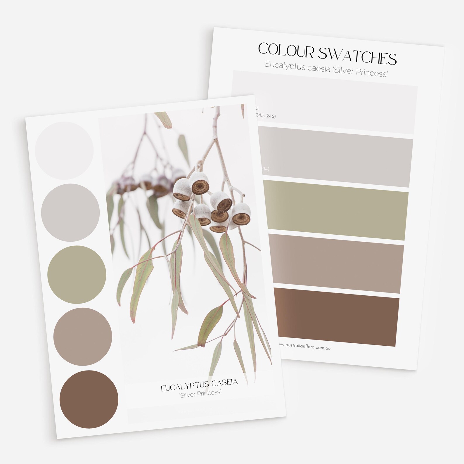 Eucalyptus Color Palette: Australian Gum Nut Color Scheme (digital ...
