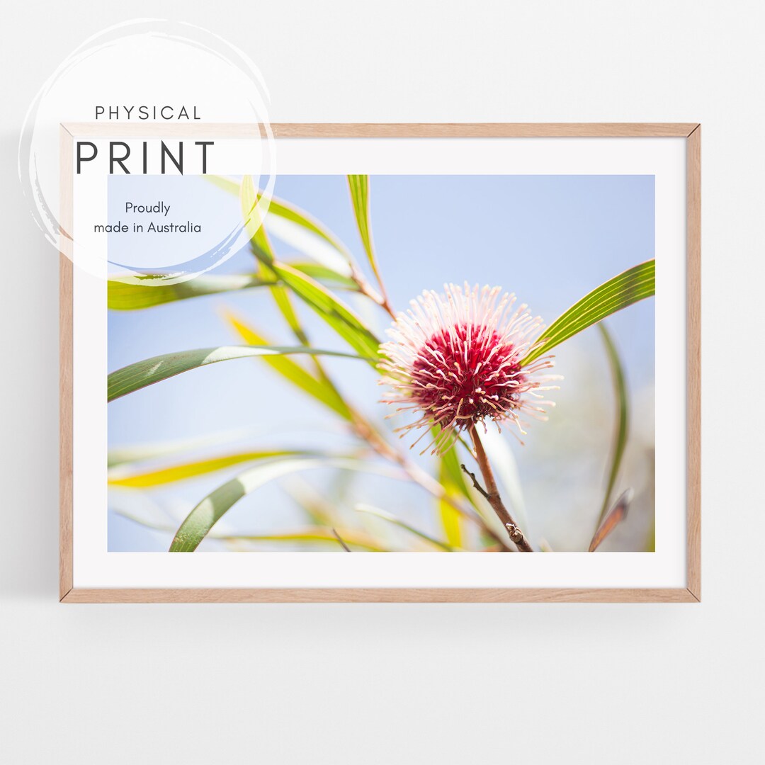 Red Australian Native Flowers Print | Australiana Botanical Wall Art ...
