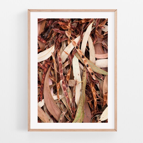 Seed Pod Print - Etsy