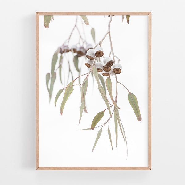 Eucalyptus - Etsy Australia