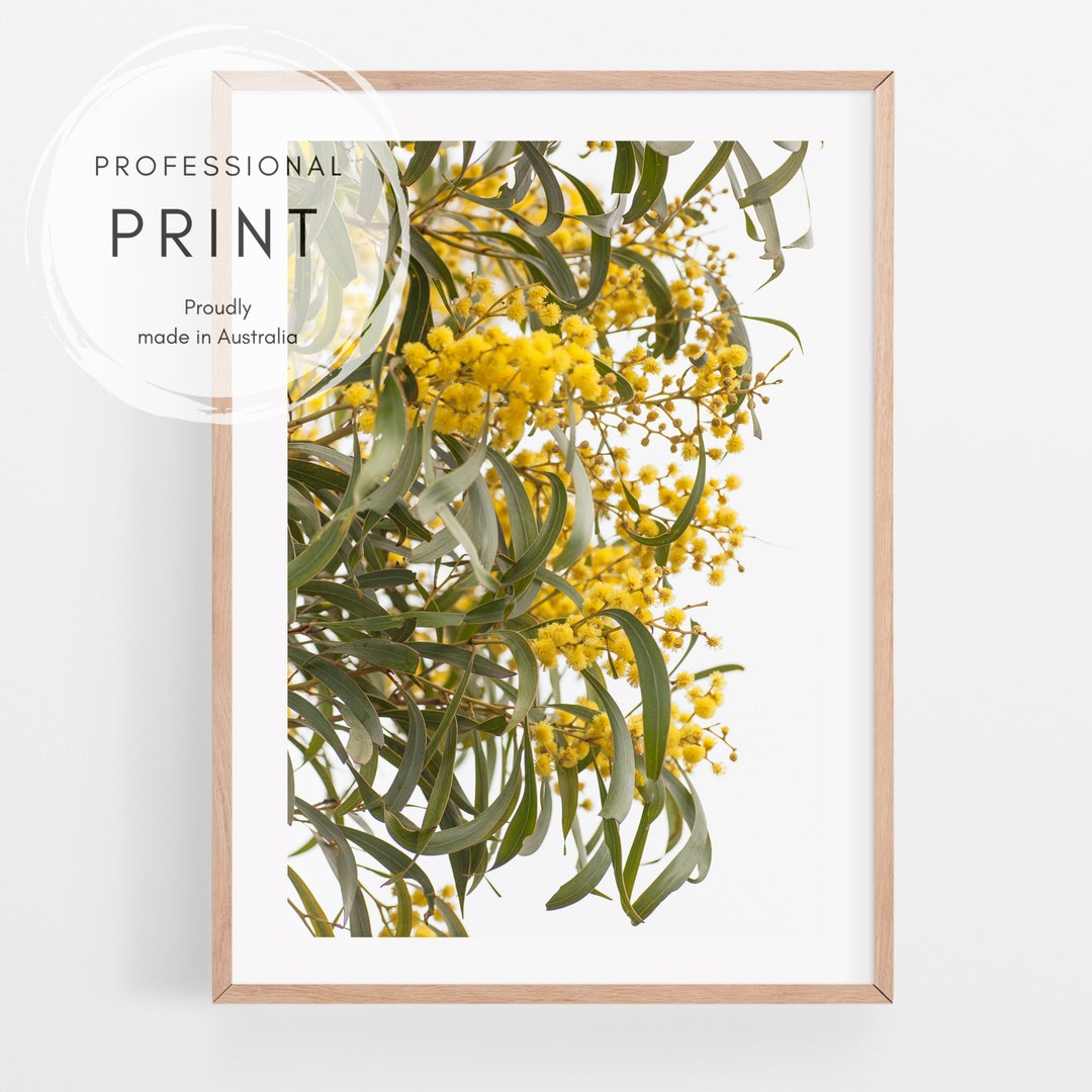 Wattle Print Australian Native Flowers Print Wattle Photography ...