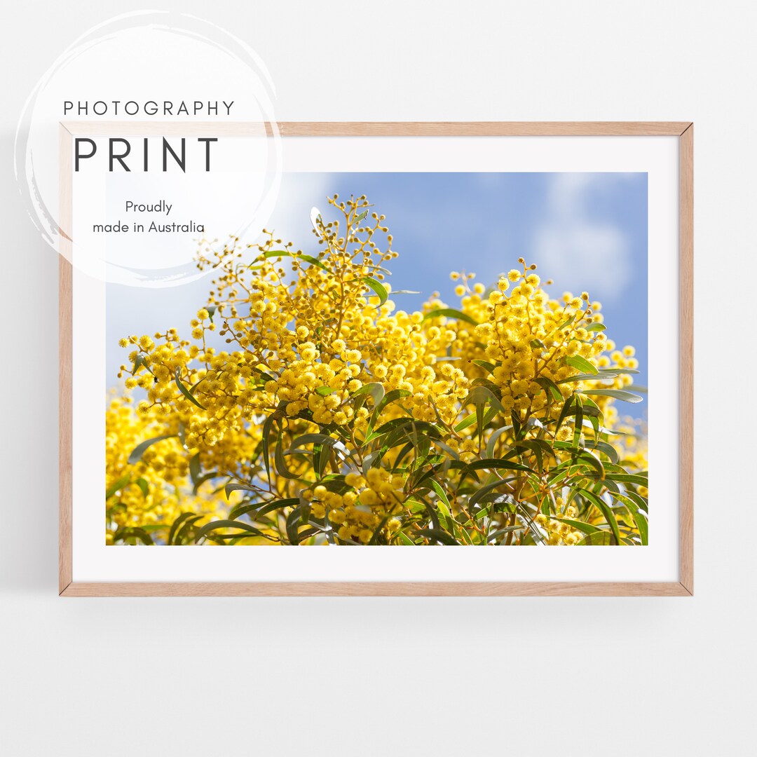 Australian Wattle Wall Art Print | Australian Native Flowers Home Decor ...