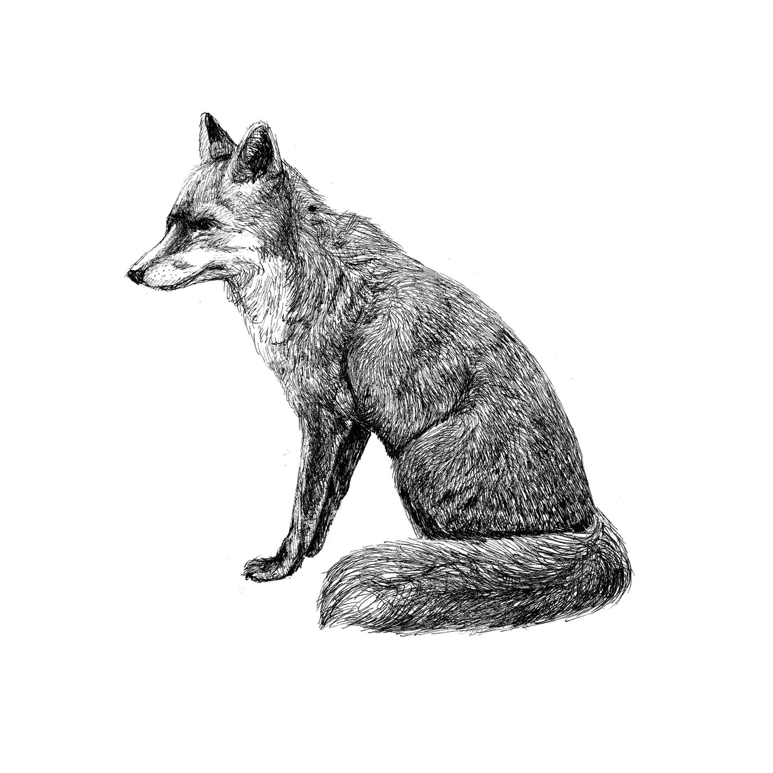 Felix Fox Drawing Pen and Ink Illustration Art Print Drawing Print ...