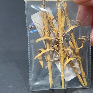 1:48 Scale Cornstalks (4) * Dollhouse Miniature * O Gauge * 3D Printed ...