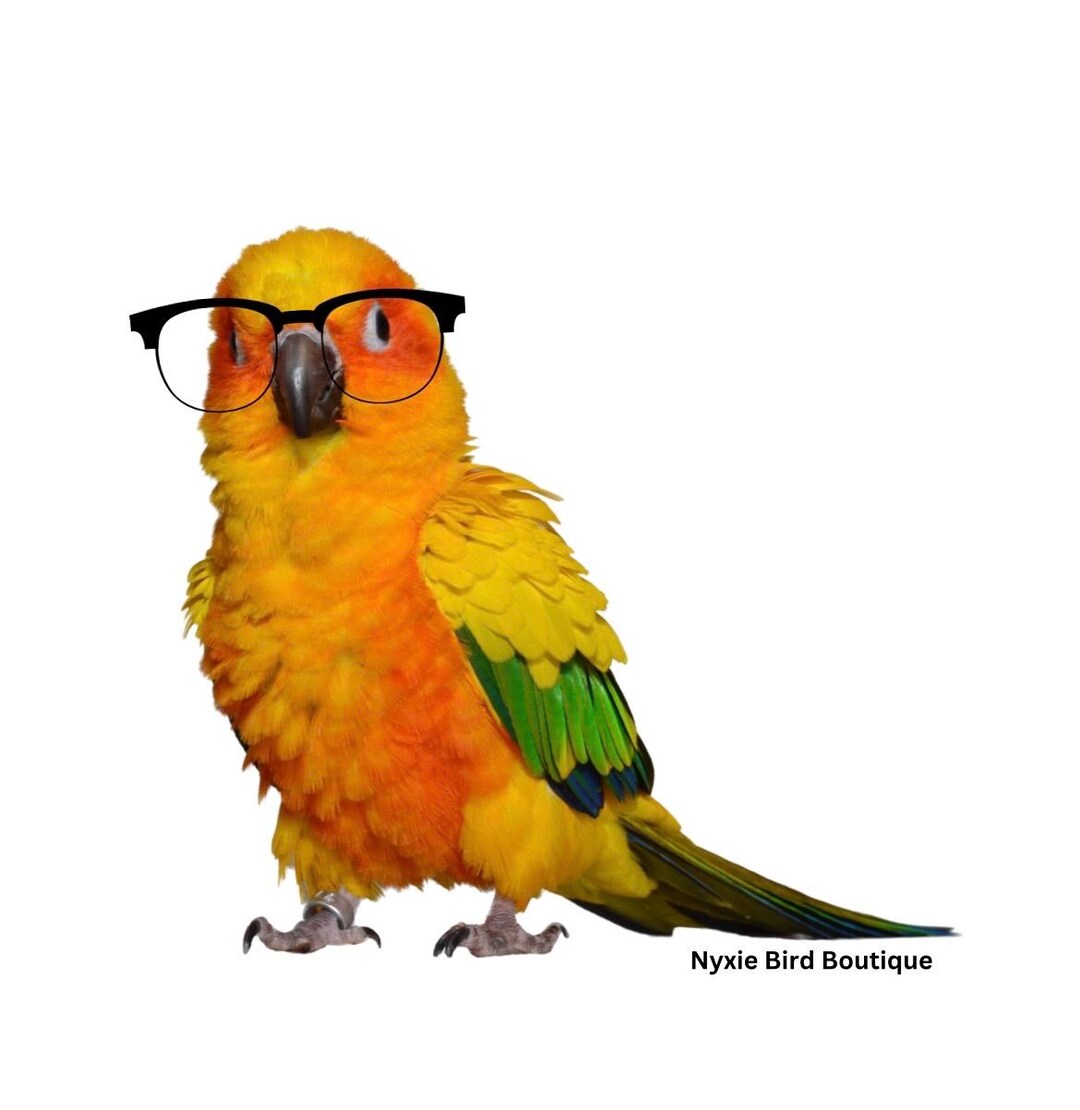 Bird Nerd Sun Conure Sticker - Limited Edition - Etsy