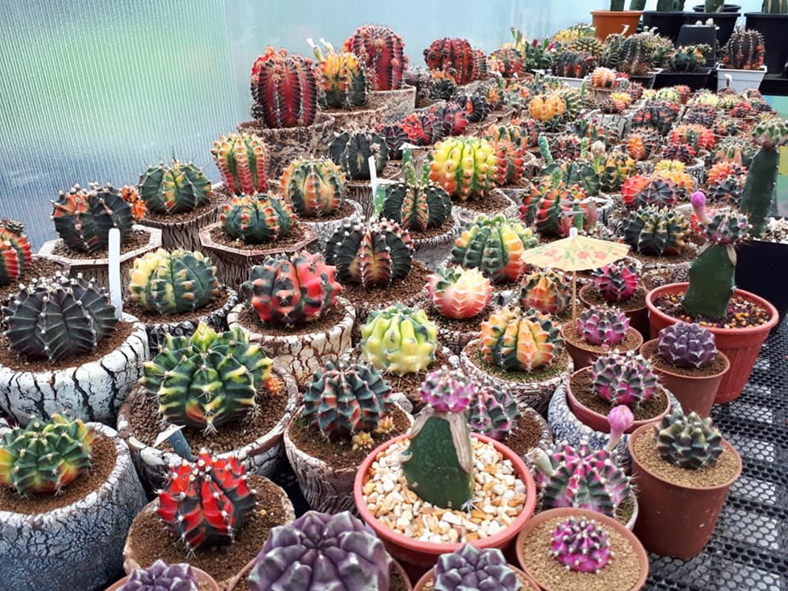 80 Seeds of Gymnocalycium Variegated Cactus MIX | Etsy